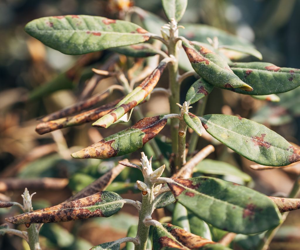 How To Diagnose Common Azalea Diseases & Keep Shrubs Healthy ...