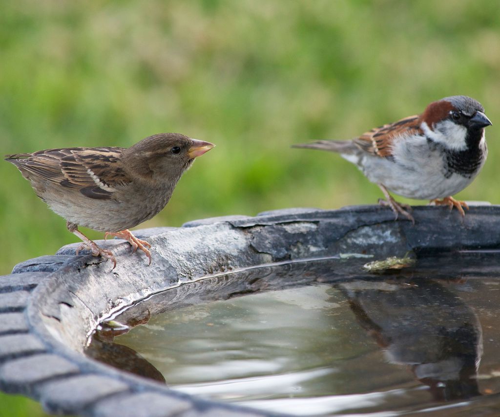 5 Bird Bath Mistakes To Avoid To Attract More Birdies | Gardening Know How