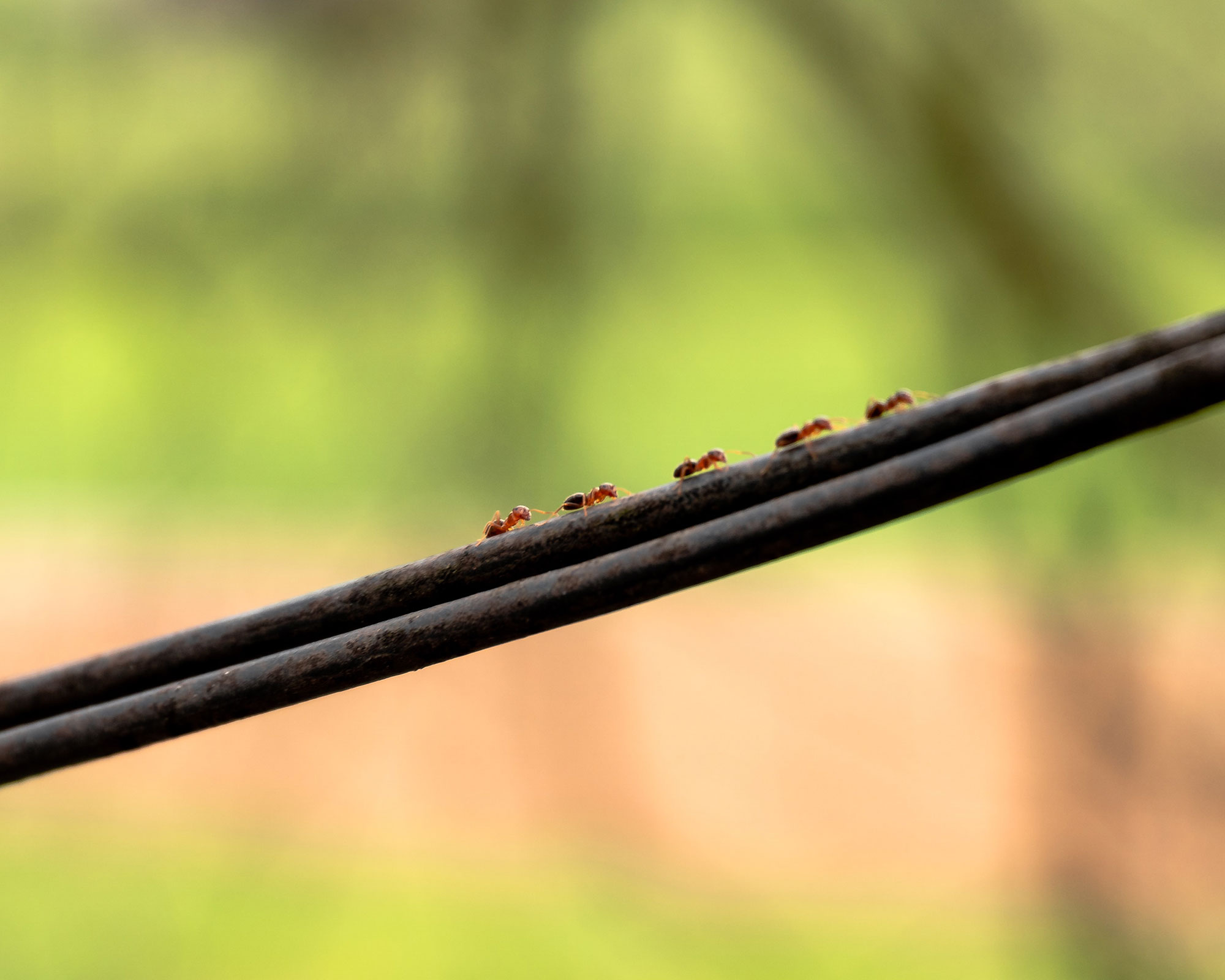 How to get rid of ants: in your backyard and indoors | Homes & Gardens