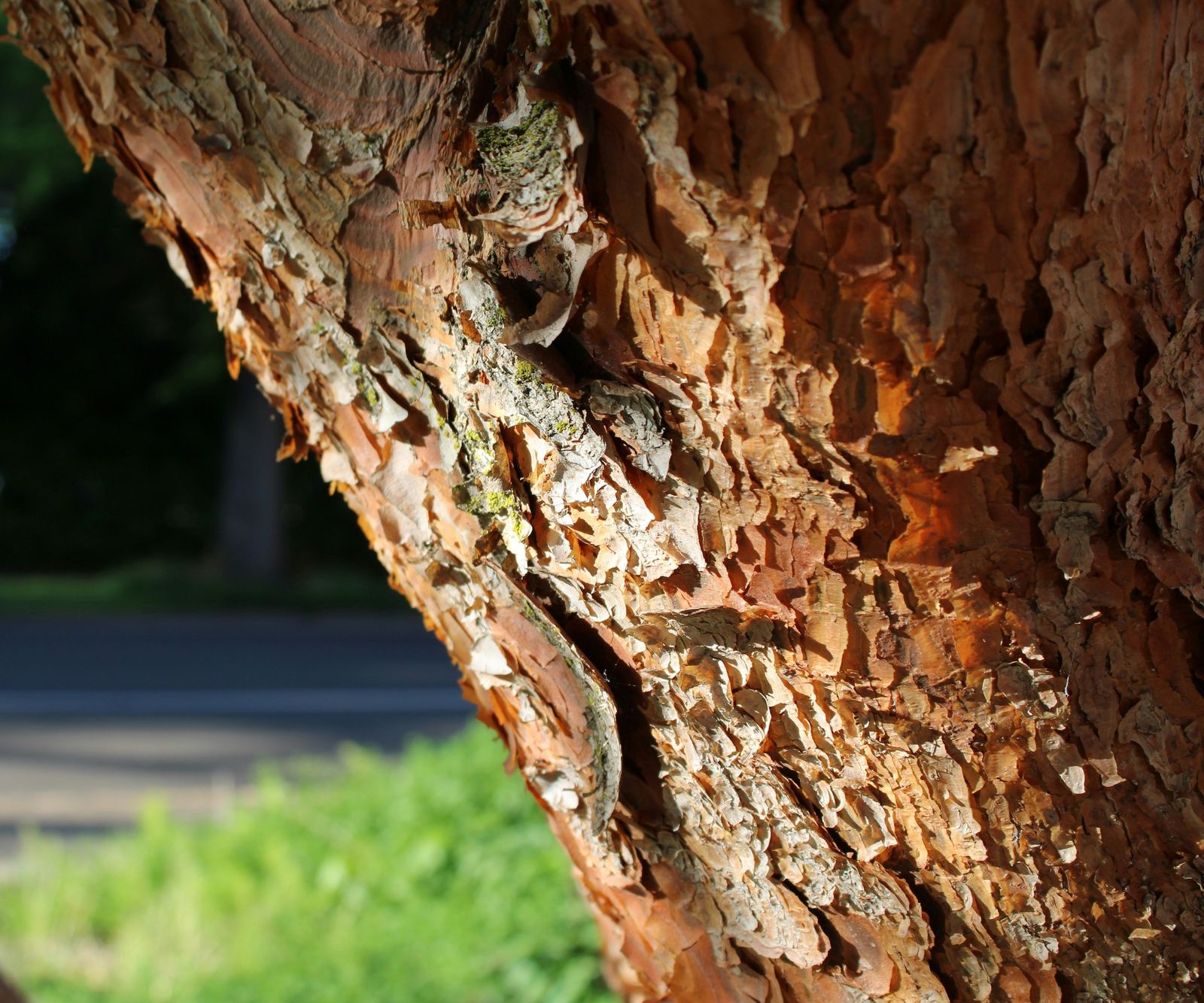 10 trees with unusual bark for incredible year-round interest | Homes ...