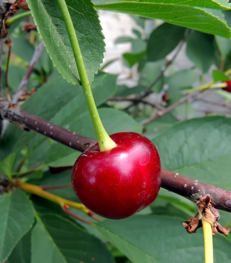 Zone 5 Cherry Trees: Tips On Growing Cherry Trees In Zone 5 | Gardening ...