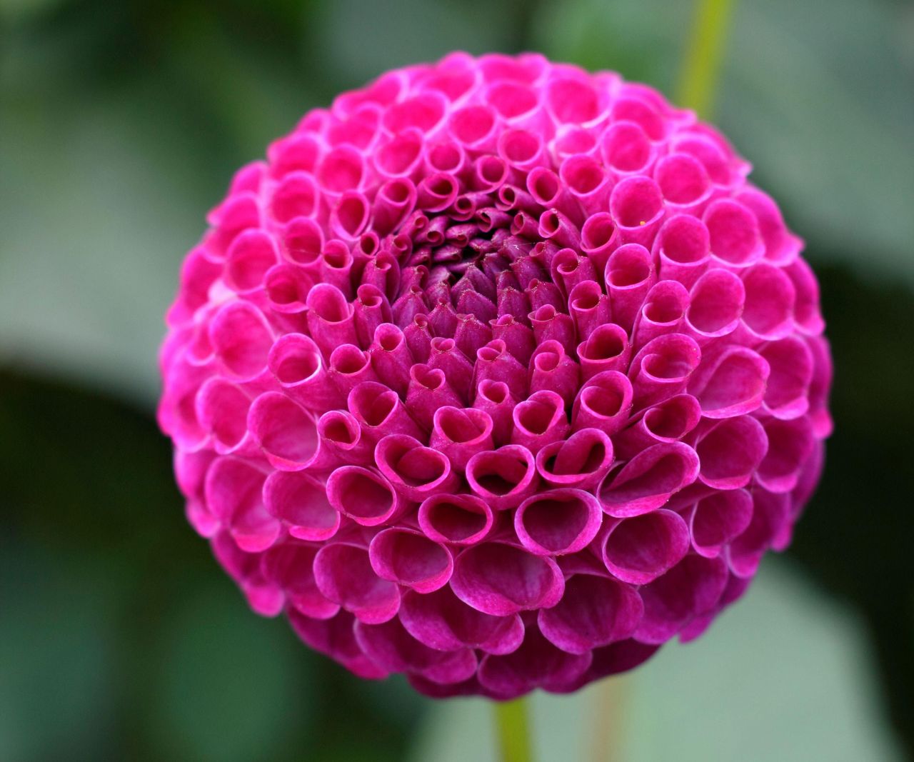 Types of dahlias: 16 showstoppers for beds and borders | Homes and Gardens