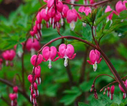 Blooming Spring Containers: 8 Potted Flowers For Spring | Gardening ...