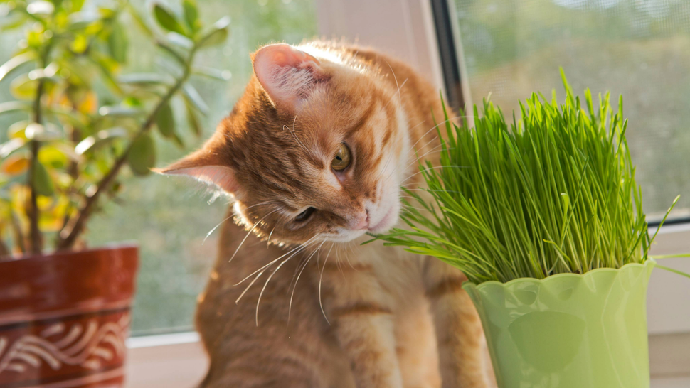 ‘It makes them feel euphoric’: A vet reveals the mystery behind catnip ...