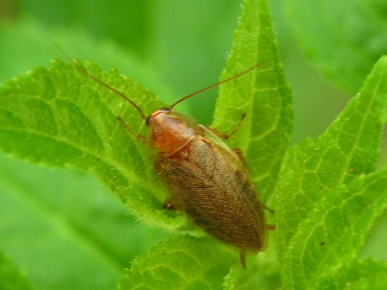 Controlling Garden Roaches: How To Deal With Roaches In The Garden ...