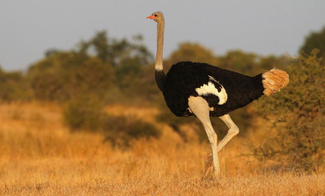 How did flightless birds travel around the world? | The Week