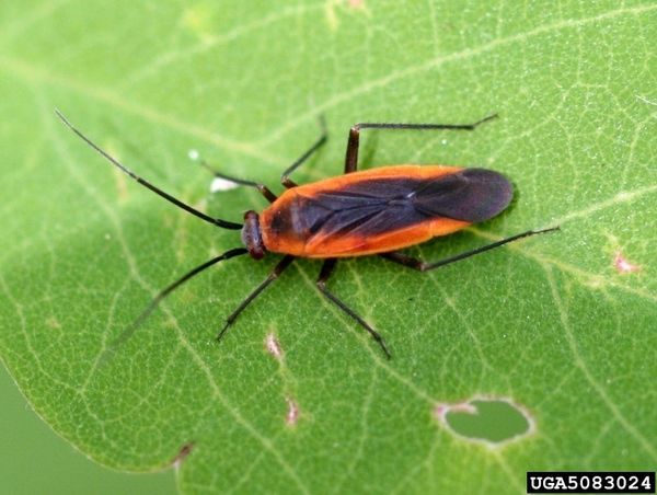 Tips & Information about Insects - Page 5 | Gardening Know How