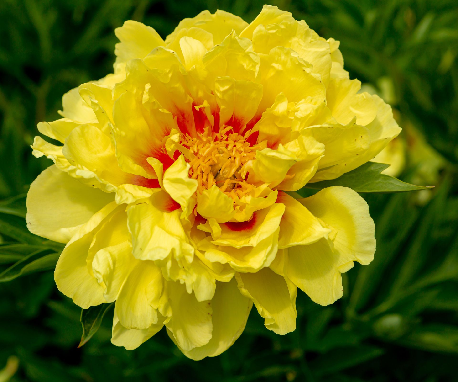 9 Unique Yellow Flowers For A Garden Filled With Gold | Gardening Know How