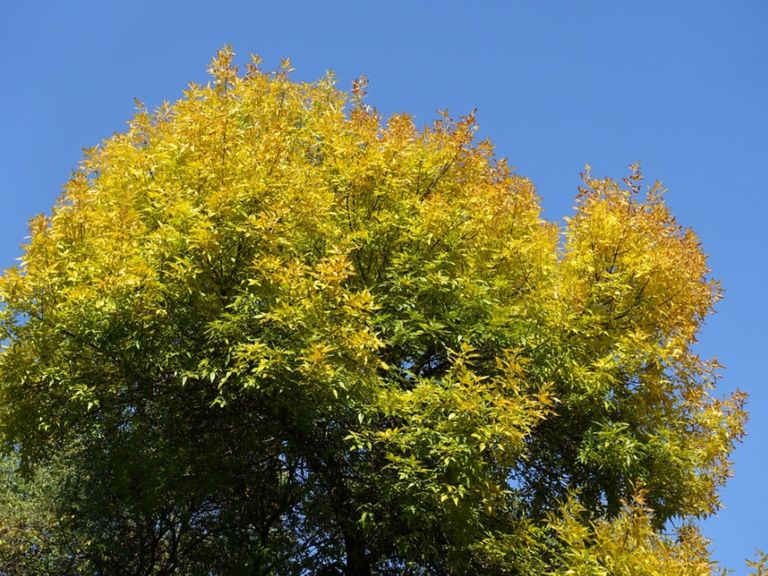 Green Ash Information: Tips For Growing Green Ash Trees | Gardening ...