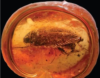 49-Million-Year-Old Cockroach Fossil Found | Live Science