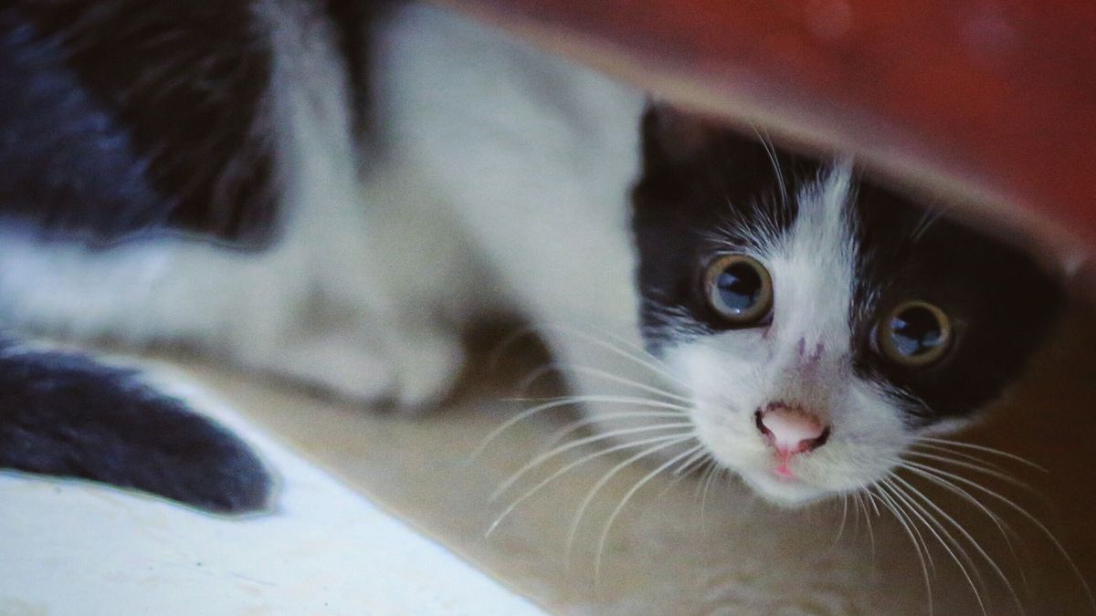 Why does my cat stare at me? Meanings behind the feline gaze | PetsRadar