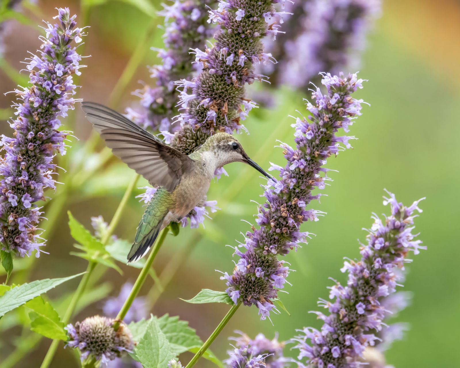 How to Easily Provide Hummingbirds with Nesting Materials | Gardening ...