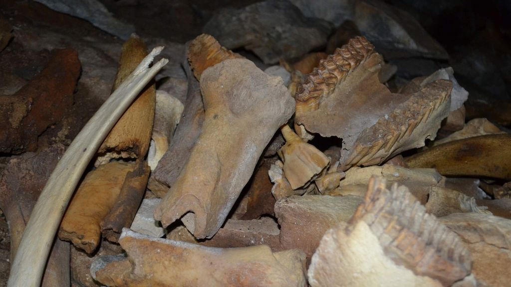 Siberian cave filled with mammoth, rhino and bear bones is ancient ...