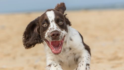 Can dogs laugh? How to know if your dog is having fun | PetsRadar