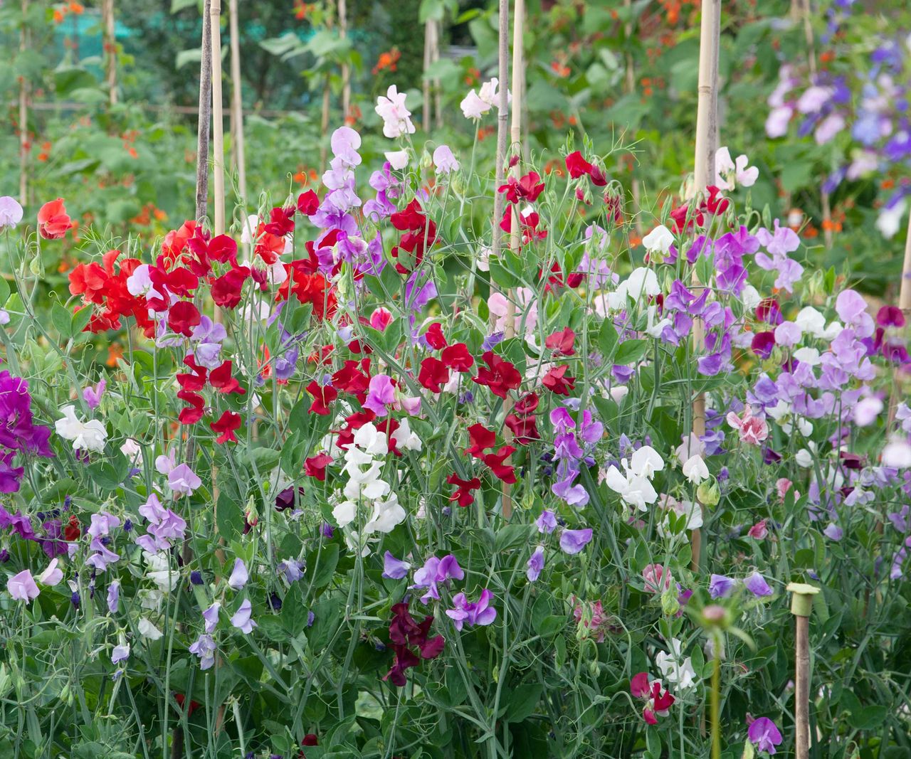How to make a sweet pea teepee: in 5 easy steps | Homes and Gardens