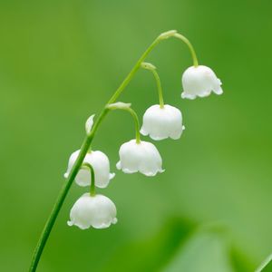 'Well Established' Garden Plants: How Long Until Plants Are Well ...