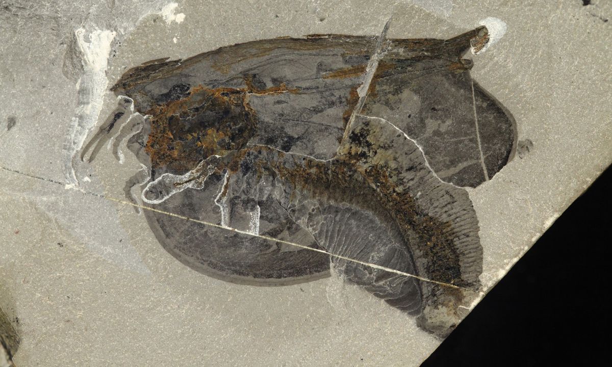 Photos: Ancient Marine Critter Had 50 Legs, 2 Large Claws | Live Science