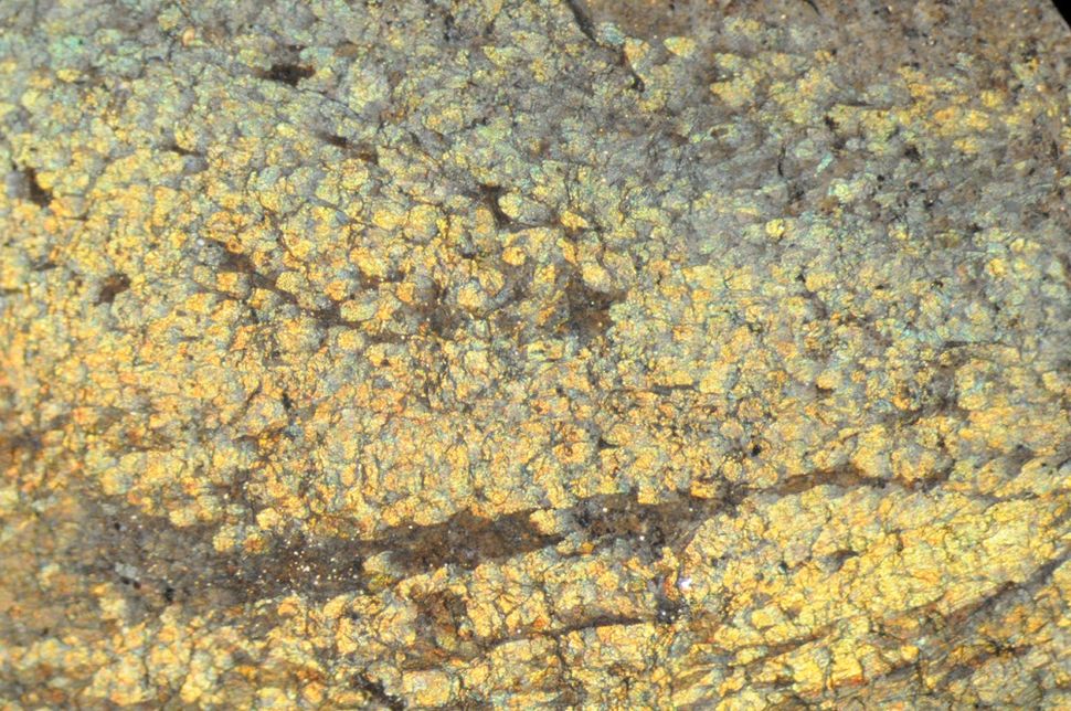 Intricate Wings Gallery: The Color of Ancient Moths | Live Science