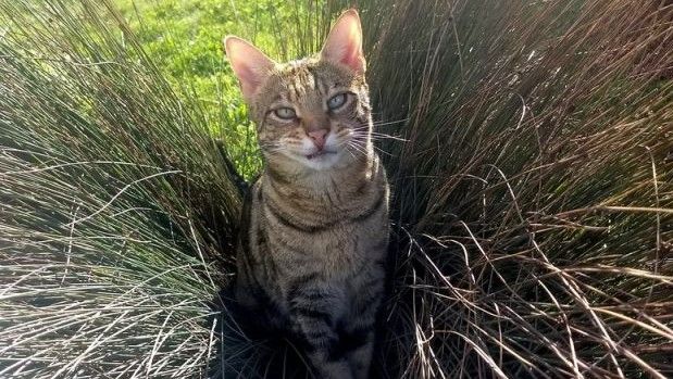 Miska the cat awarded $125,000 settlement after being accused of ...