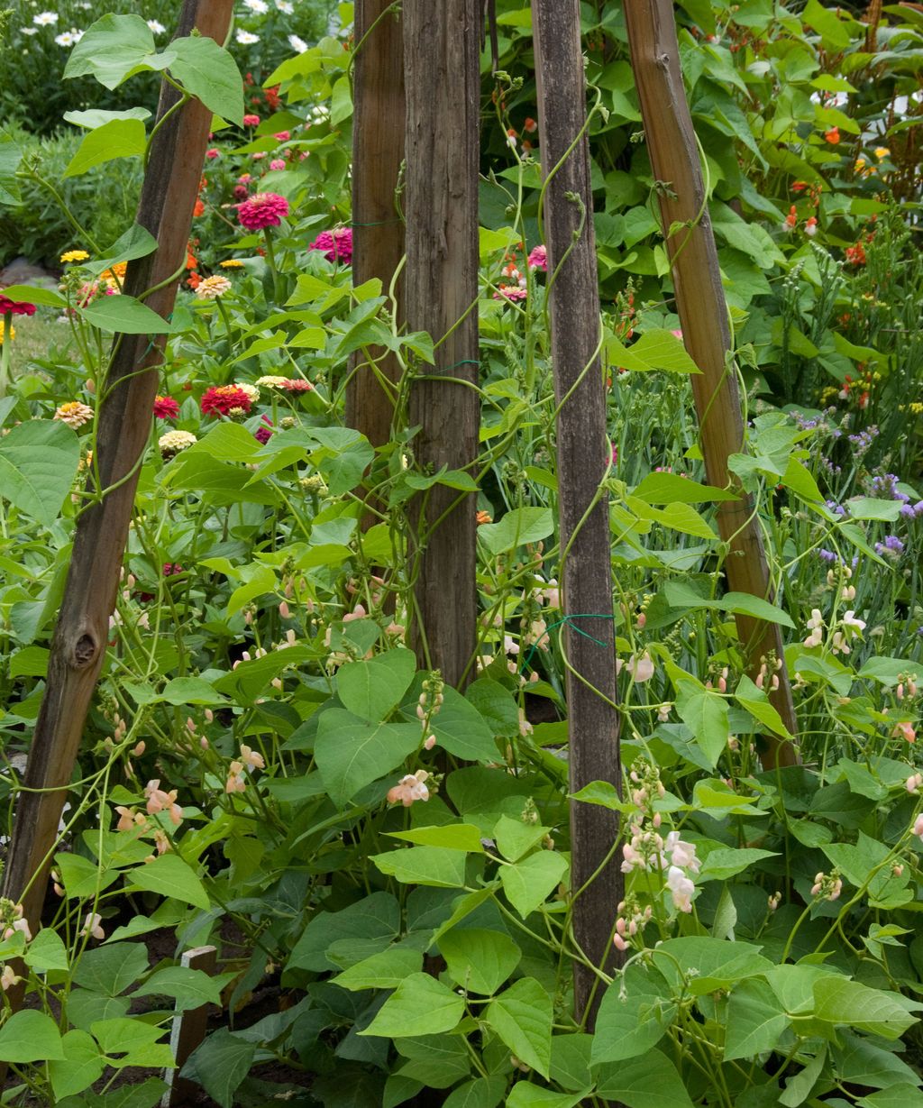 Climbing plant support ideas: 8 practical but pretty looks | Homes and ...