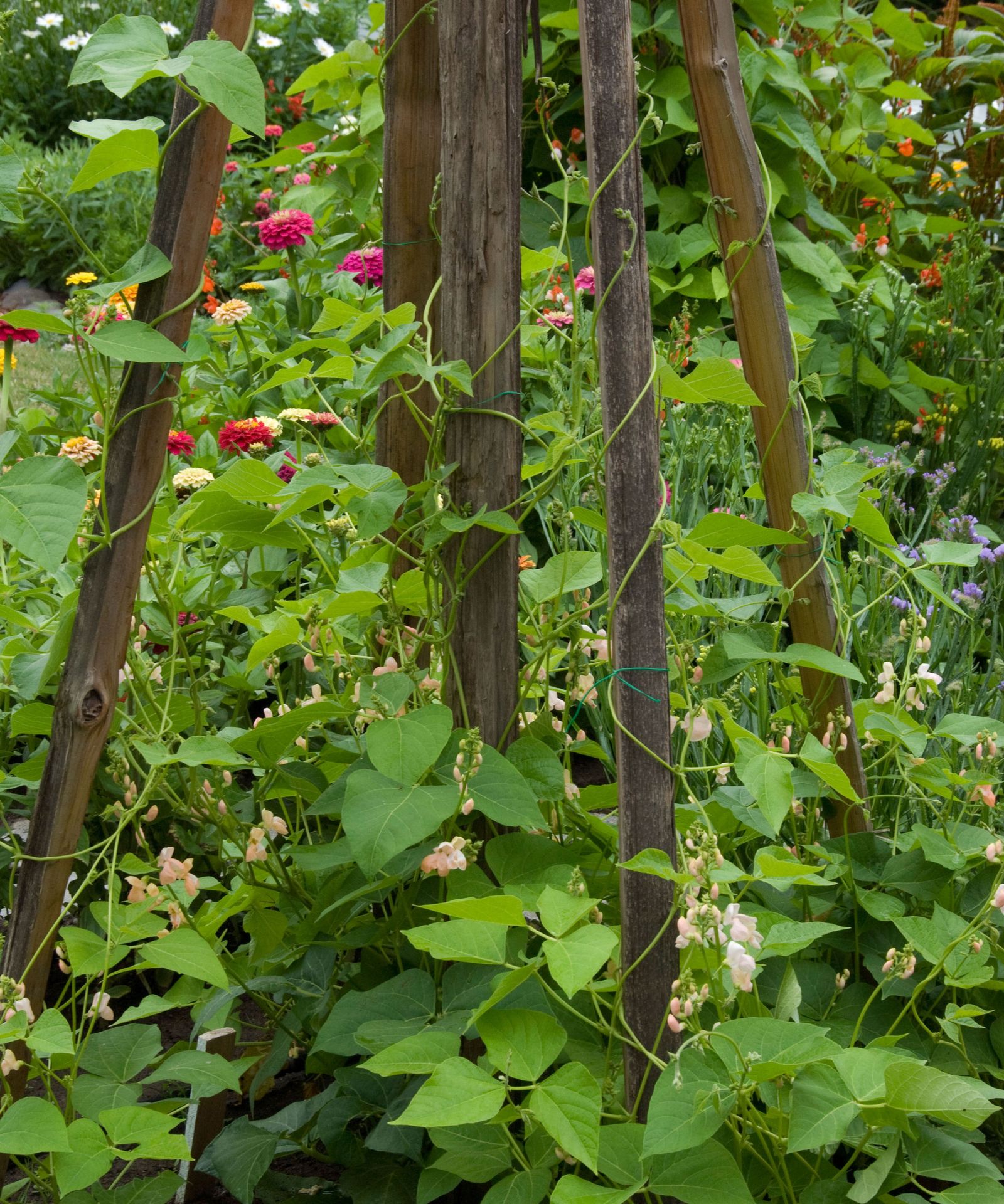 Climbing plant support ideas: 8 practical but pretty looks | Homes and ...