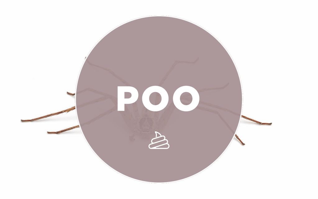 8 Bizarre Animal Surprises From 'True or Poo' — Can You Tell Fact From ...