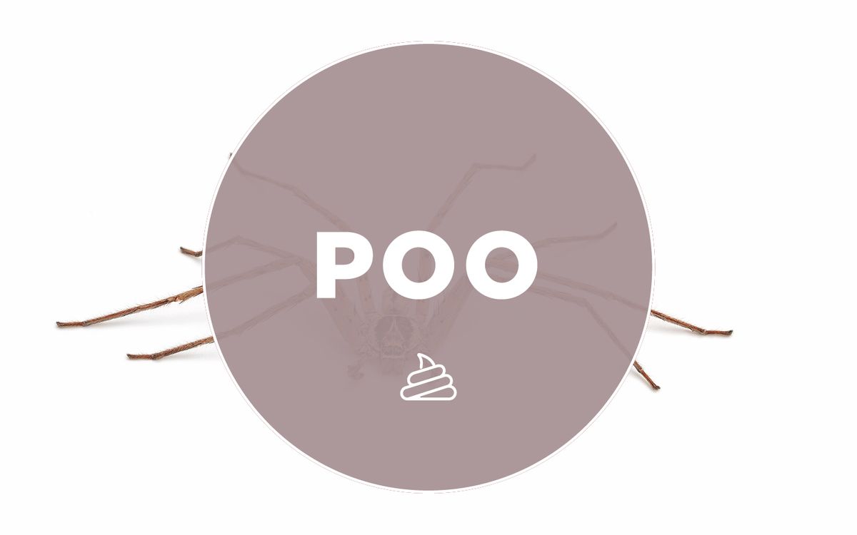 8 Bizarre Animal Surprises From 'True or Poo' — Can You Tell Fact From ...