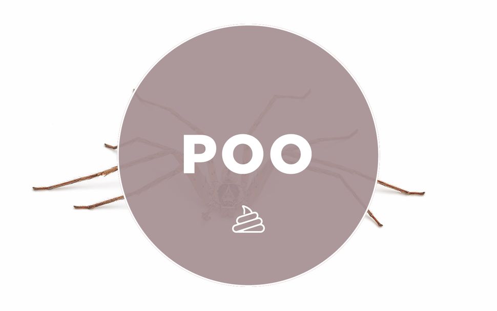 8 Bizarre Animal Surprises From 'True or Poo' — Can You Tell Fact From ...