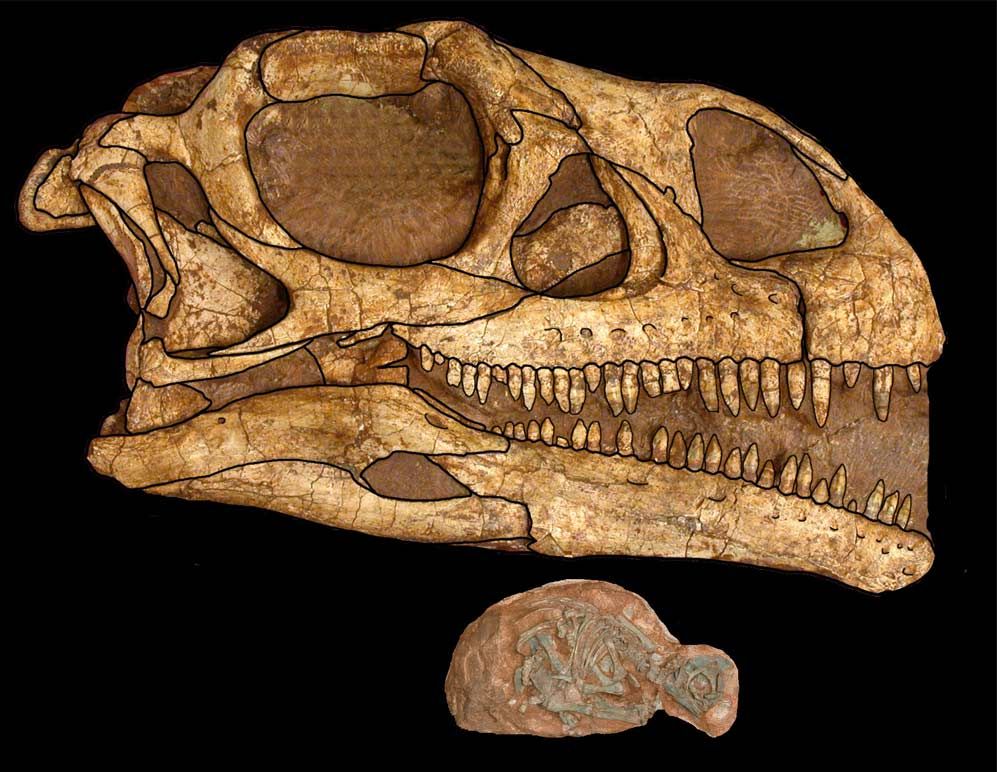 Image Gallery: Dinosaur Day Care: Page 2 | Live Science