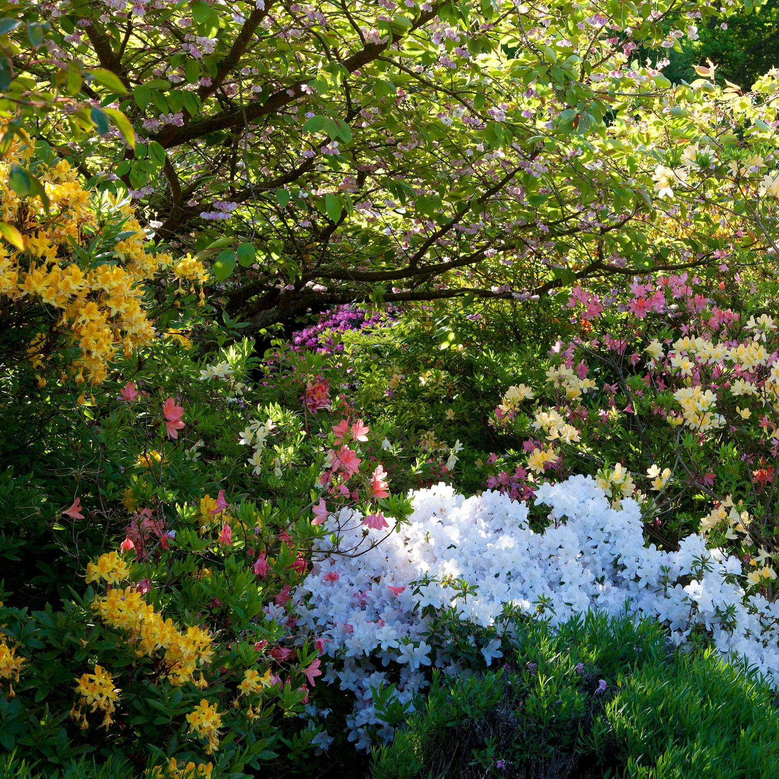 Woodland garden ideas: simple ways to create a serene spot | Ideal Home