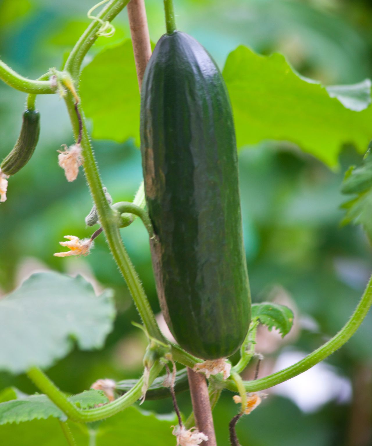 The expert secret to knowing when cucumbers are ready to pick ...