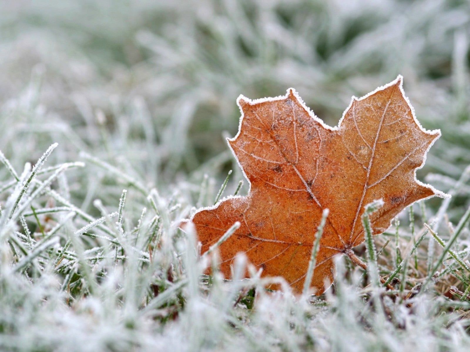 Frost Forecast Tips To Protect Plants | Gardening Know How