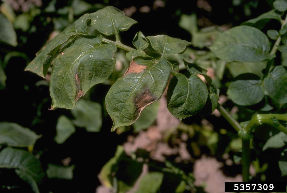 Fusarium Wilt On Potatoes: How To Treat Potatoes With Fusarium Wilt ...