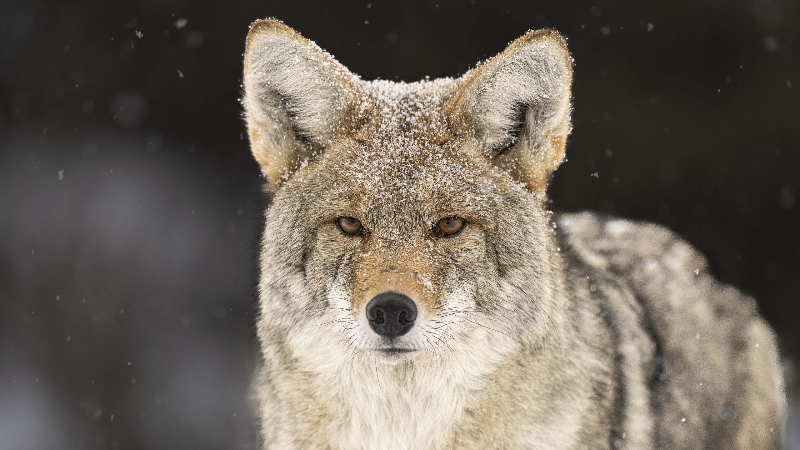 Coyote chomps man's hand after he tries to pet it near California ski ...