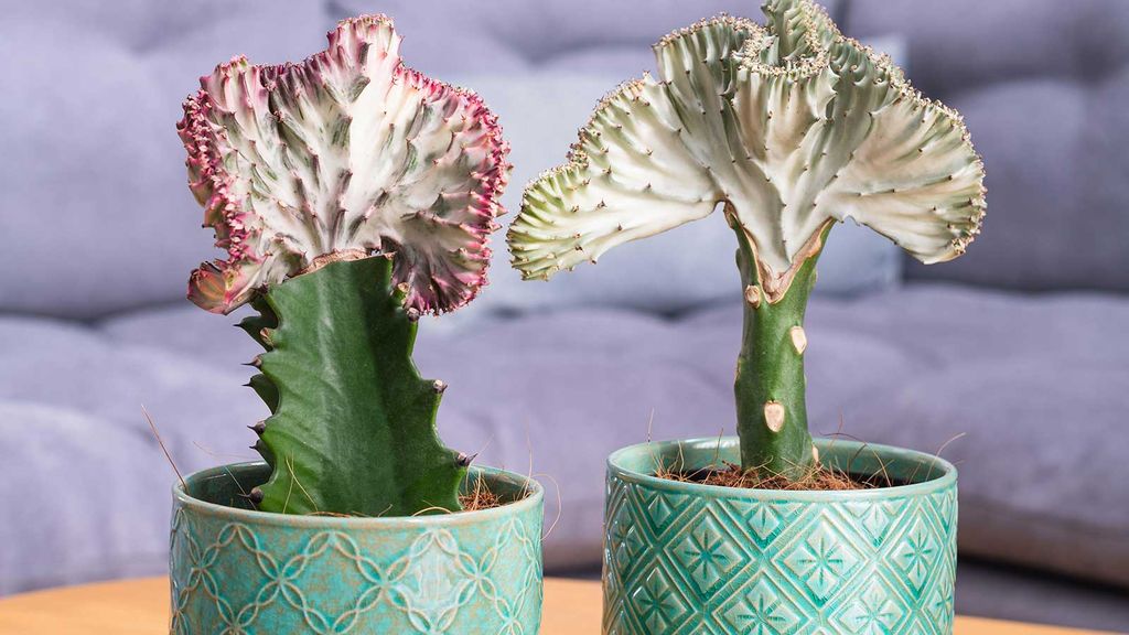How to grow and care for a crested cactus | Homes and Gardens