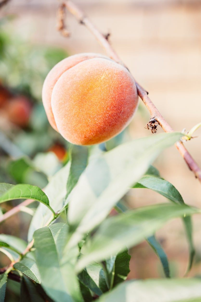 What Is An Intrepid Peach: Learn About Growing Intrepid Peaches ...