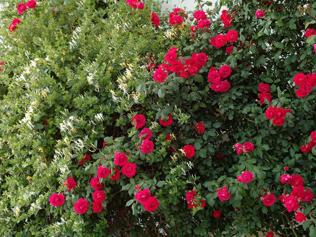Hedge Rose Care – What Are Some Good Hedge Rose Varieties | Gardening ...