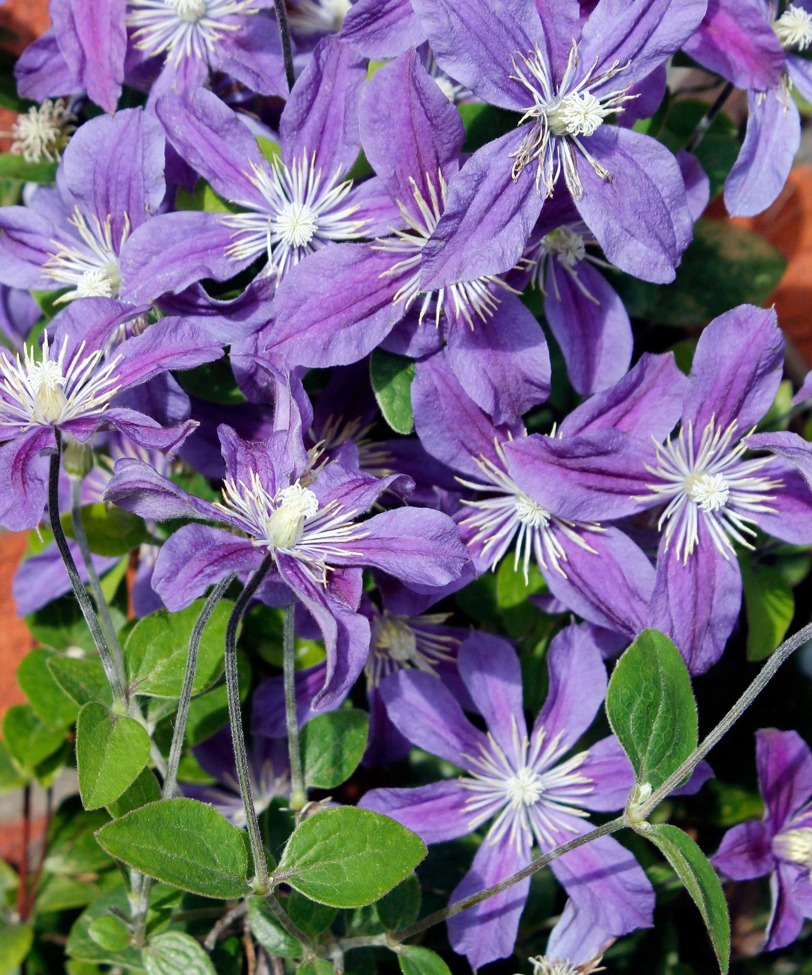 Clematis varieties: 18 beautiful climbers | Gardeningetc