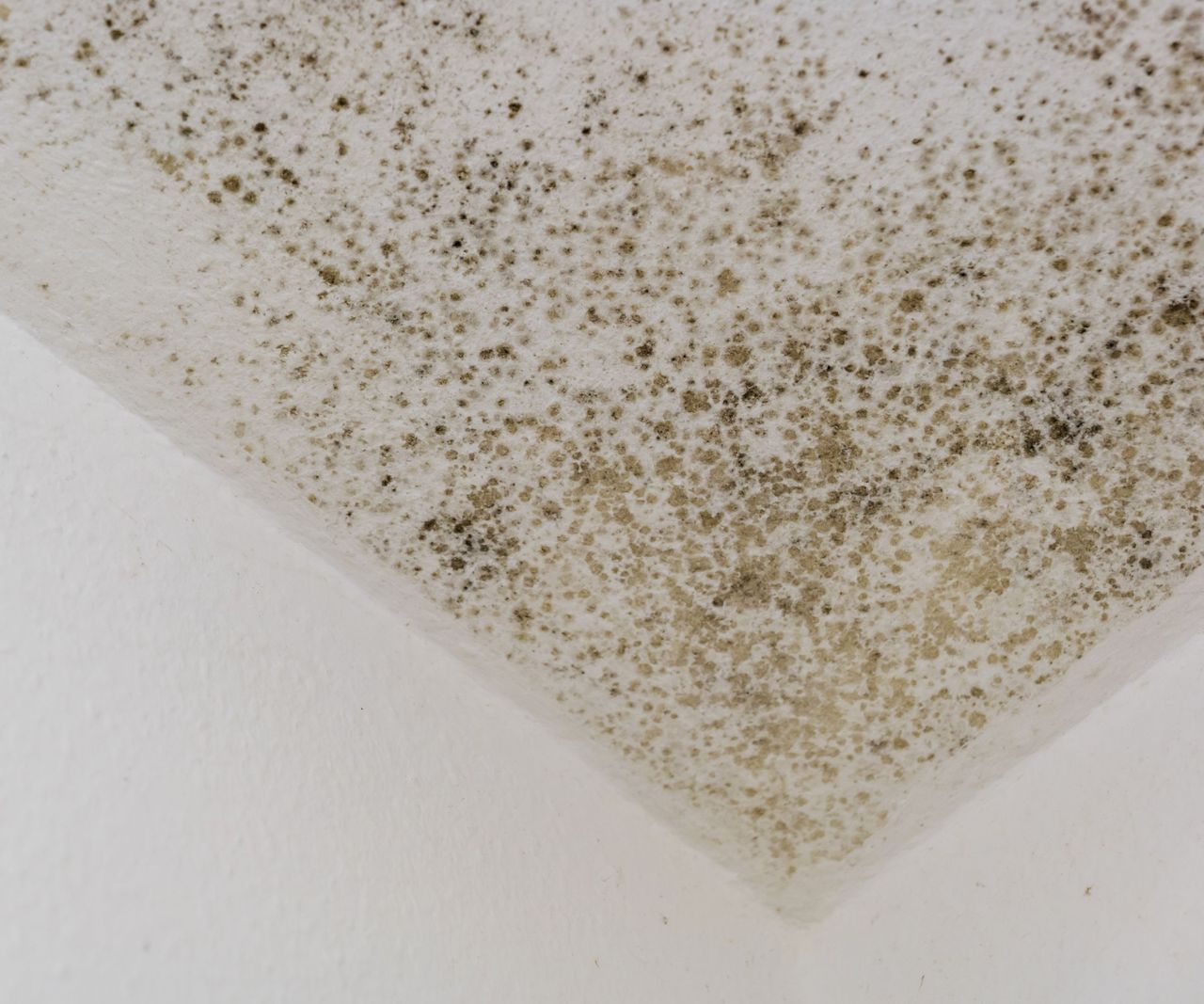 How to remove mold from ceilings, and prevent its regrowth | Homes and ...