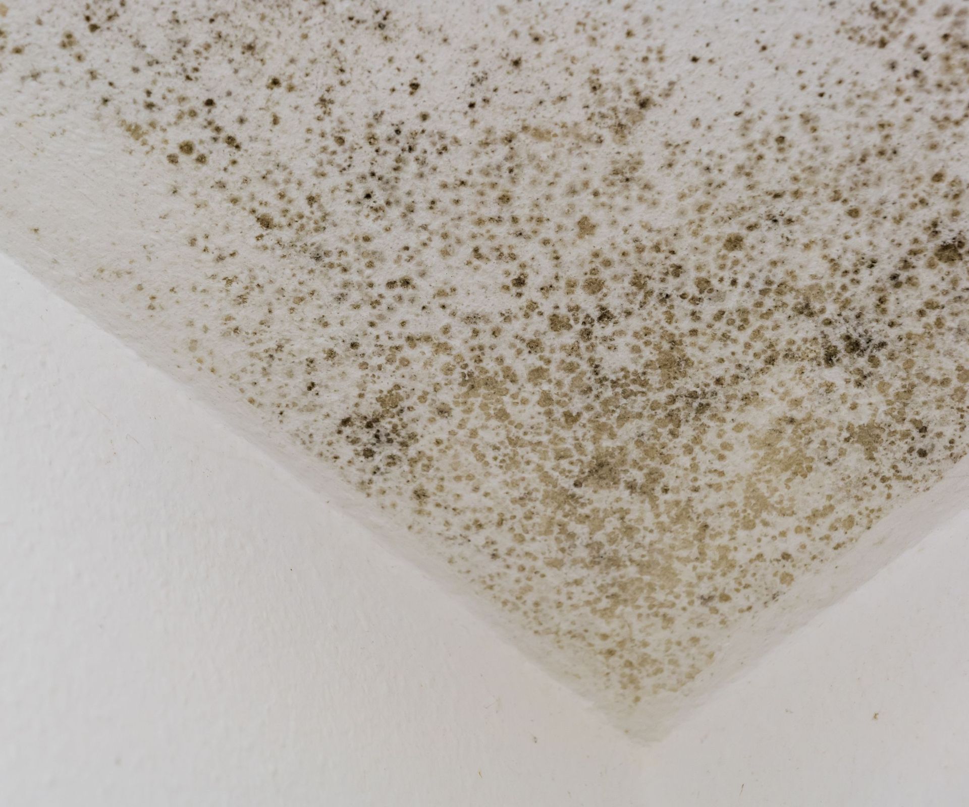 How to remove mold from ceilings, and prevent its regrowth | Homes and ...