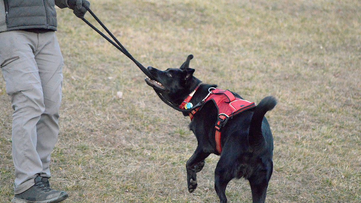 32 things to know about service dogs | PetsRadar