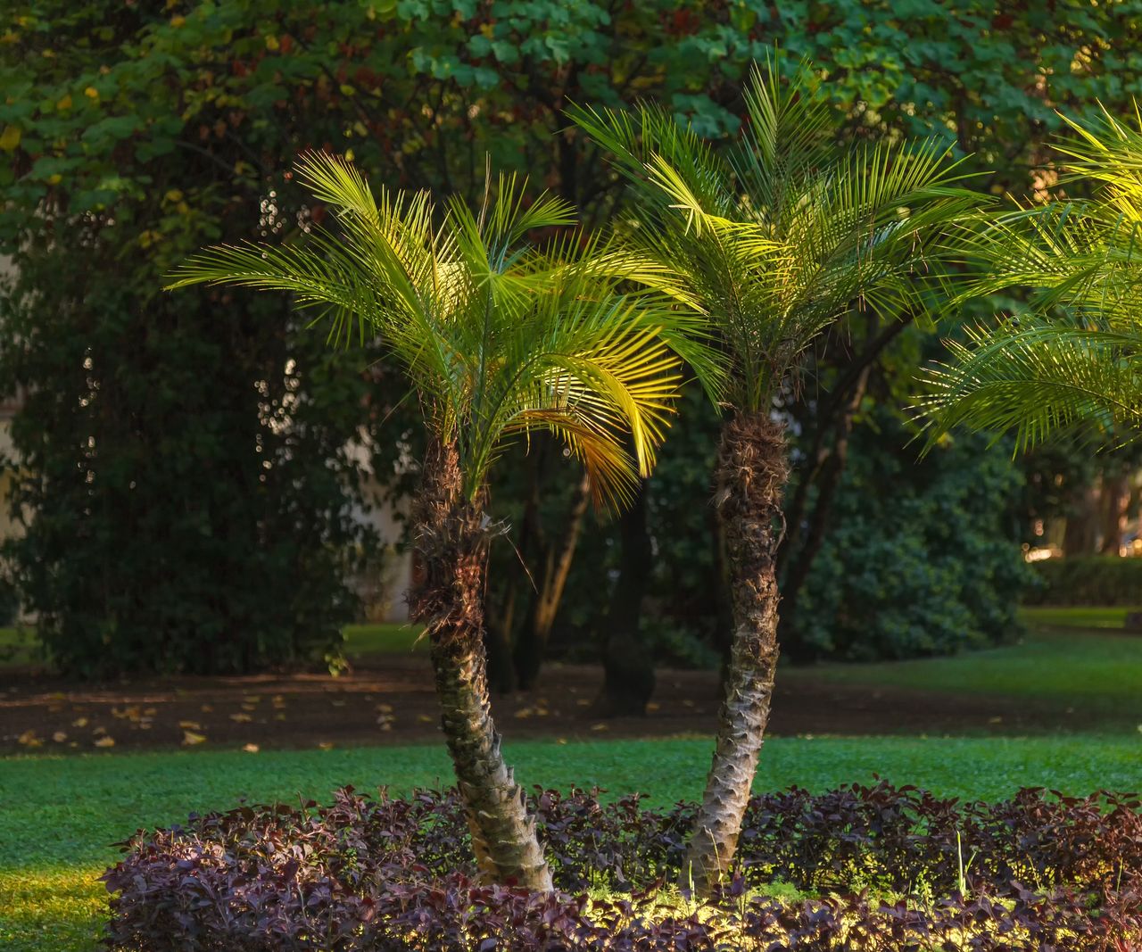 When and how to prune a palm tree - tips for safe trimming | Homes and ...