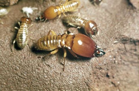 Termites Are Actually Social Cockroaches | Live Science