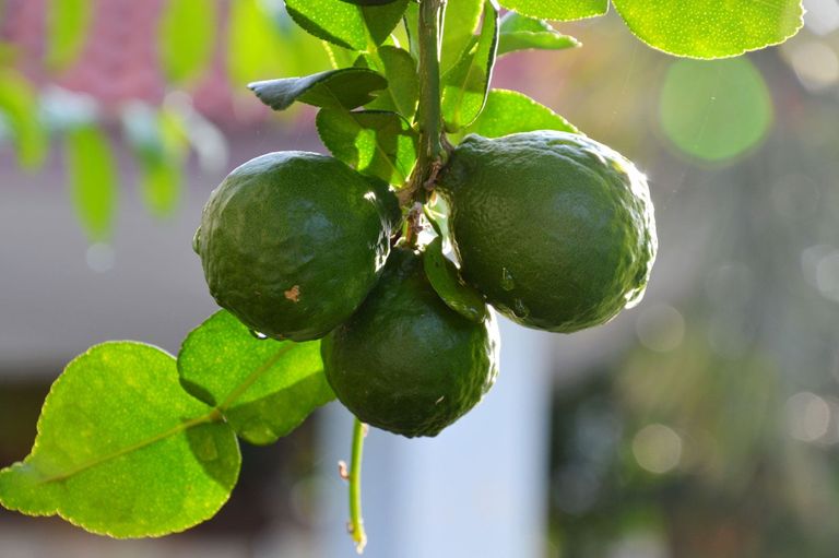 Learn How To Care For A Kaffir Lime Tree | Gardening Know How