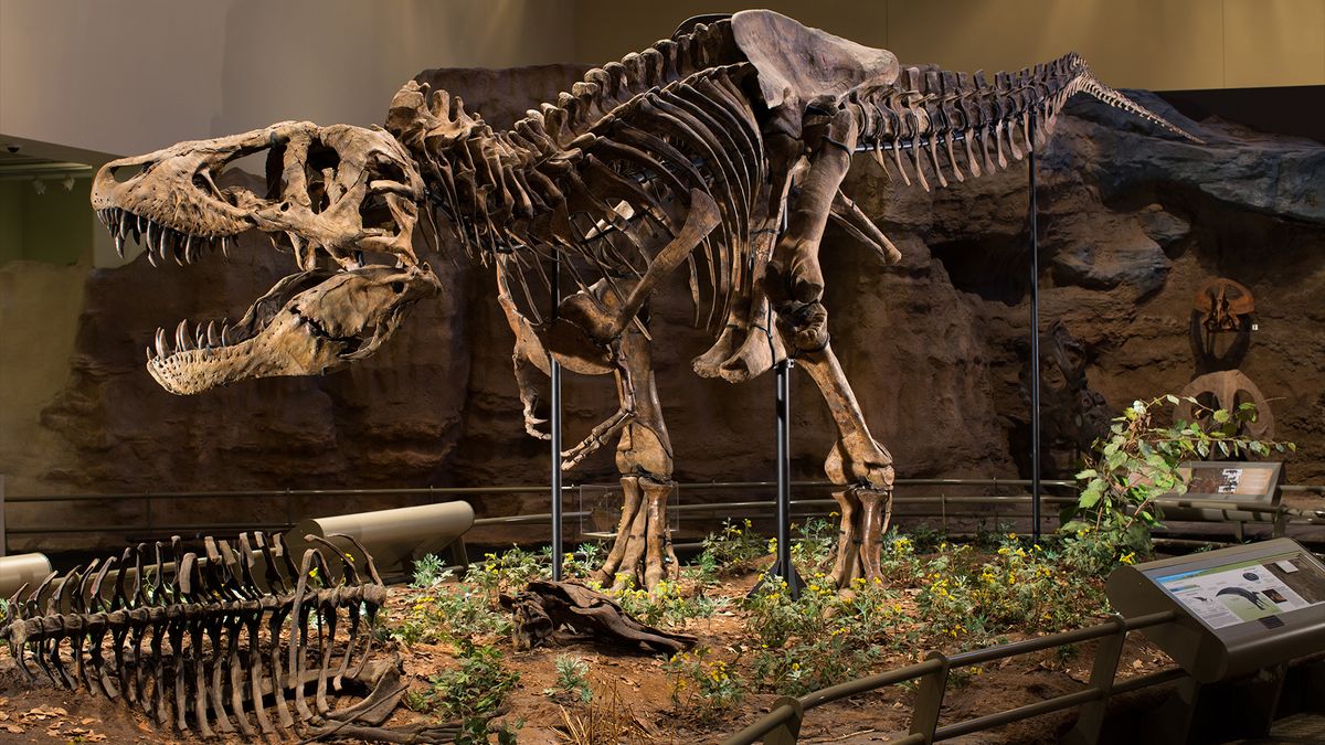 Tyrannosaurus rex: Facts and photos of the dinosaur king | Live Science