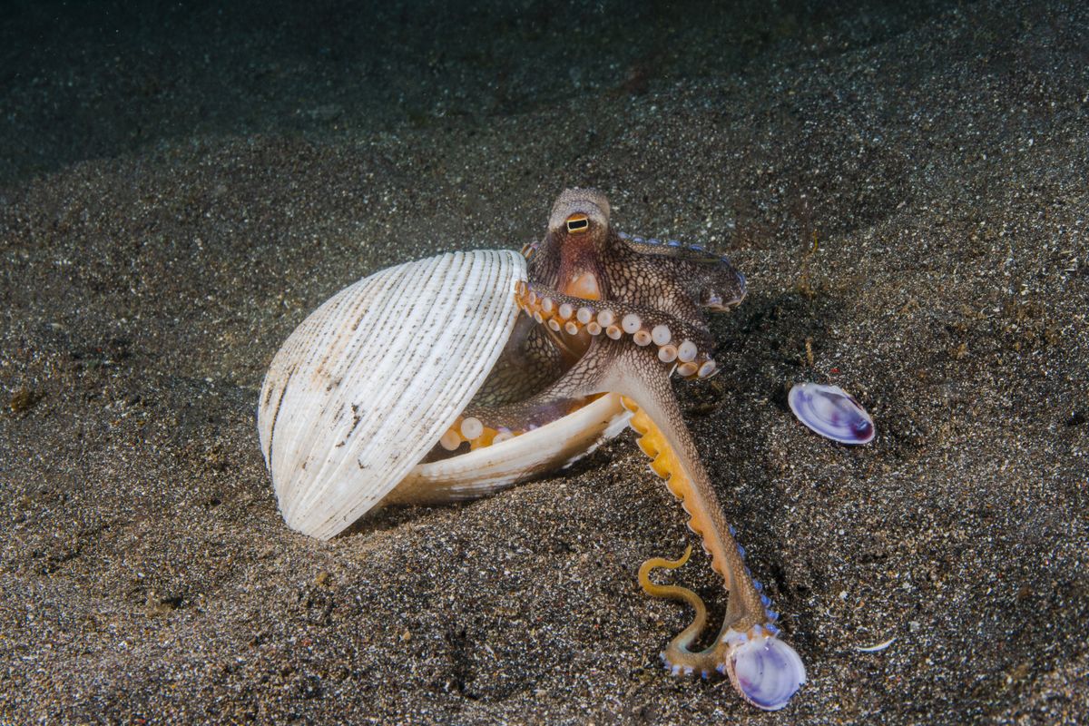 Octopus: Facts about the 8-armed geniuses of the sea | Live Science