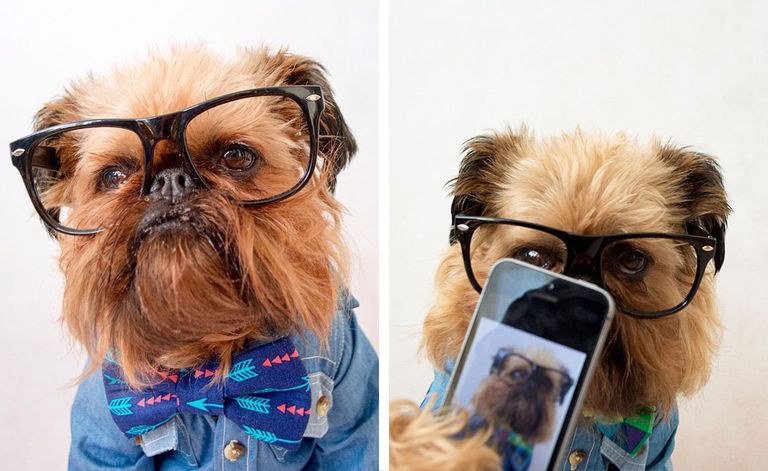 Doggy style: the most stylish dogs of Instagram | Wallpaper