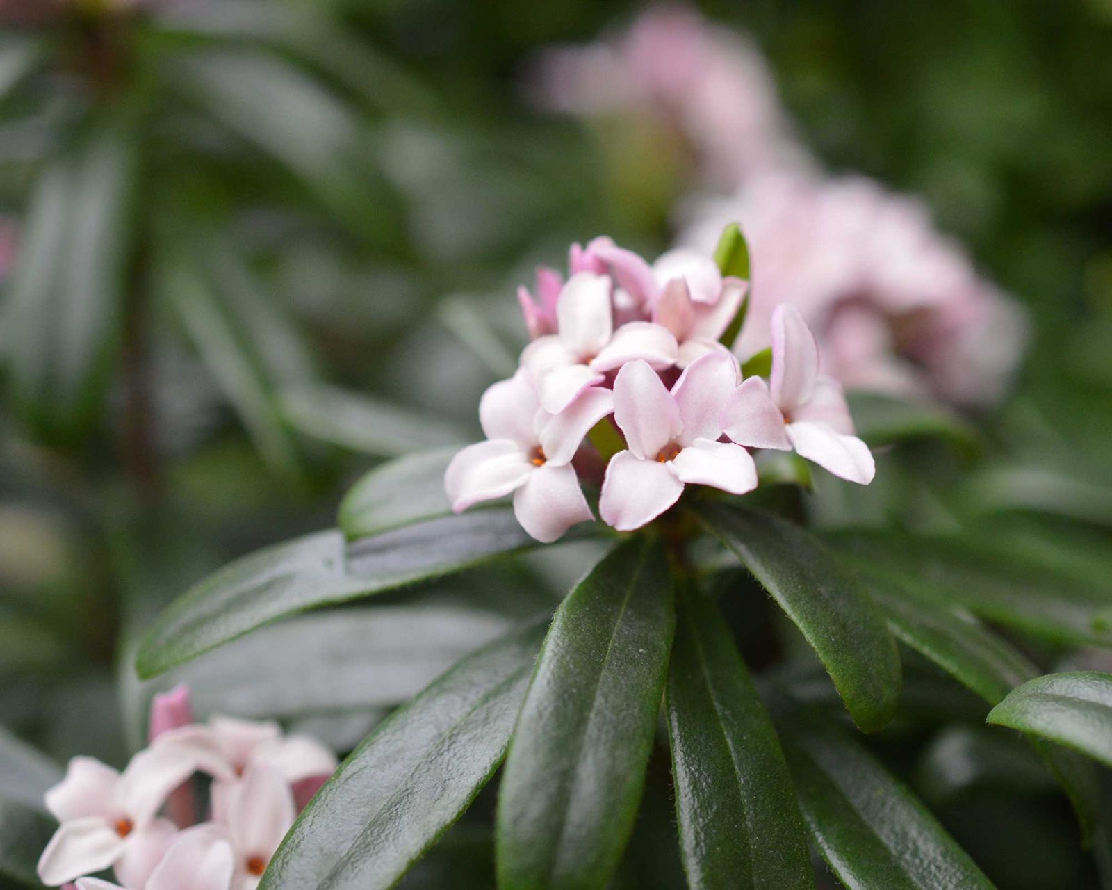 Best garden shrubs: 10 varieties to plant in your yard | Gardeningetc