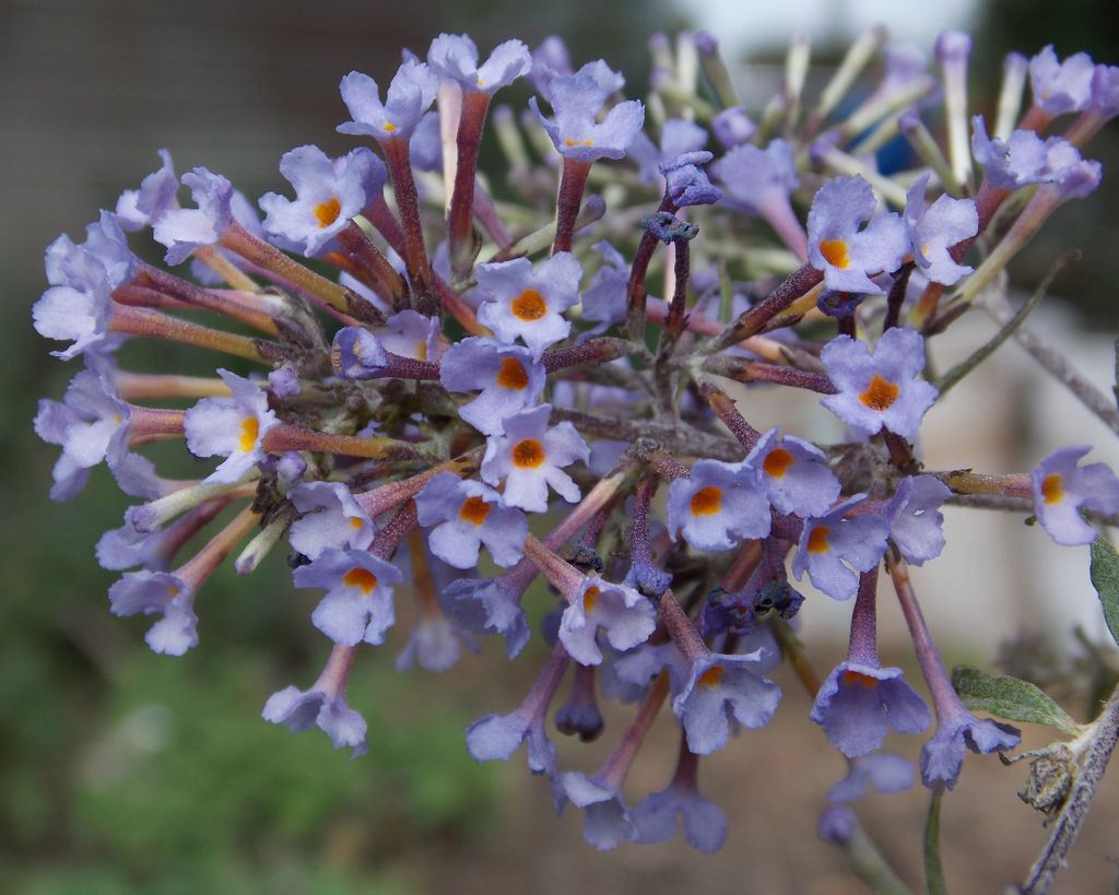 How to prune buddleia: the best methods | Homes and Gardens
