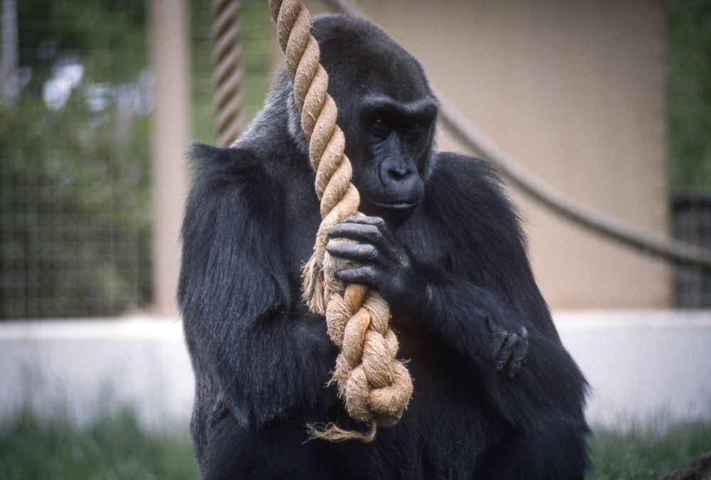 Colo, World's Oldest Gorilla, Turns 60 (Photos) | Live Science